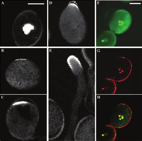 Gfp Rip1icr1 Localization In Arabidopsis Pollen And Pollen Tubes