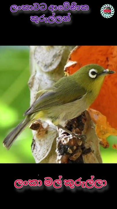 ලංකාවට ආවේණික කුරුල්ලන් Birds Endemic To Sri Lanka Shorts Youtube