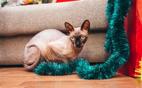 파란색 크리스마스 틴셀 대머리 고양이와 소파 근처 바닥에 앉아 1 고양이 품종 캐나다 스핑크스 놀기에 대한 스톡 사진 및 기타 이미지 Istock