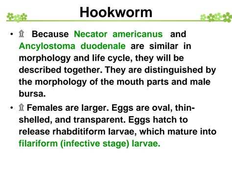 Solution Hookworm Morphology Egg Its Lifecycle Route Of Infection