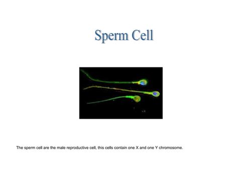 Sex Chromosomes PPT