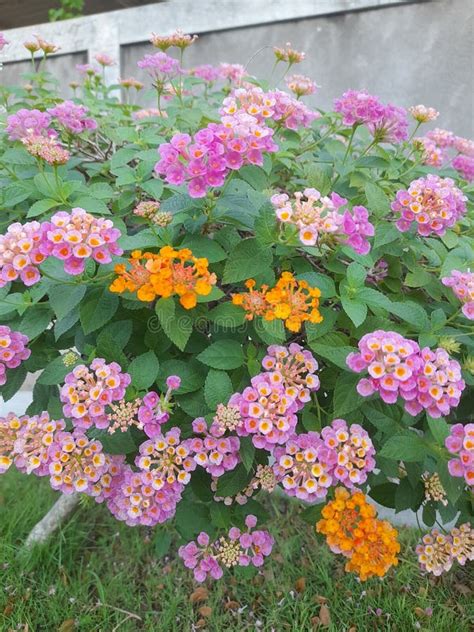 A Cluster Of Vibrant Lantana Flowers With Pink Orange And Yellow Hues