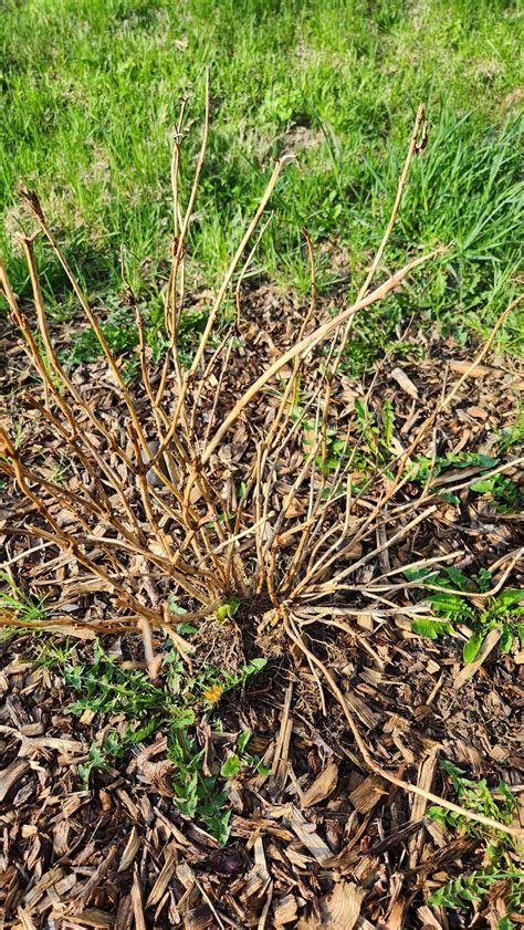 Hydrangea 2nd Season Dead Rlandscaping