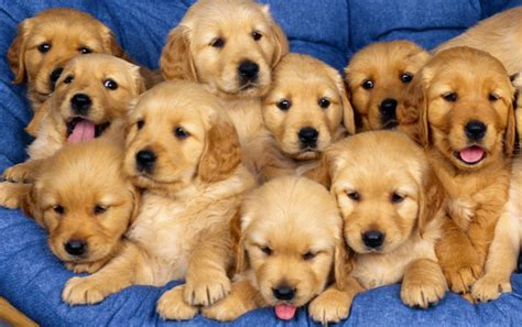 Image Danimaux Plein De Petits Chiots Trop Mignons