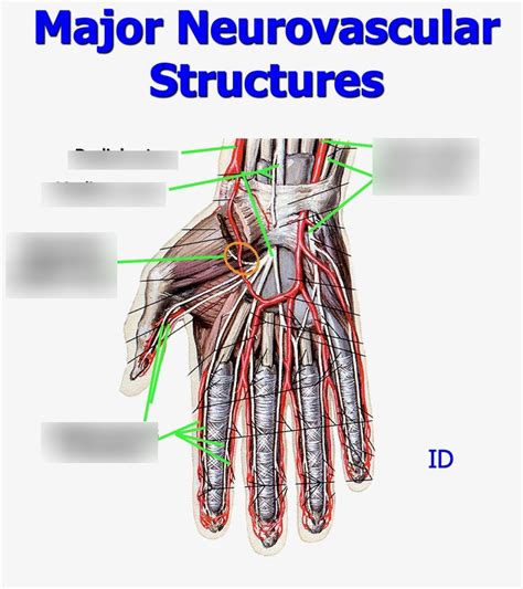 Major Neurovascular Structures Diagram Quizlet