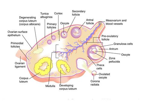 Question 13 Draw A Labeled Diagram Of A Section Through Ovary Class