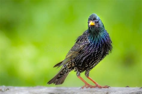 Colorful Bird Starling Green Nature Background Bird Common Starling