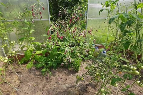 Как и для чего используют камфорный спирт в огороде дачные хитрости новости огород теплица