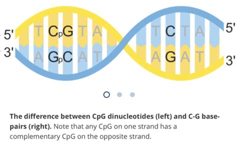 Genetics Exam 4 Flashcards Quizlet
