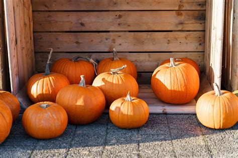 농장에 호박 시장 할로윈과 추수 감사절을 위해 야외에서 가을 수확 가게 나무 상자에 야채입니다 현지 휴일 파티 직접 재배한