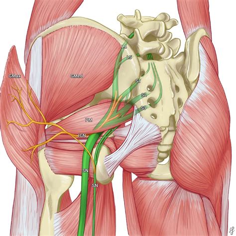 Inferior Gluteal Nerve Anatomical Variant Illustration By Lucia Garces