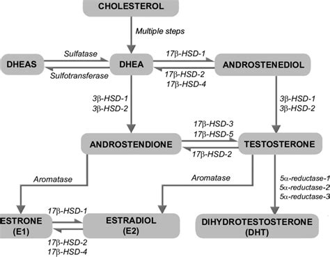 Trends In Circulating Levels Of Sex Steroids In Aging Men And Women Download Scientific Diagram