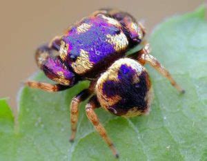 Do Purple Spiders Exists 10 Purple Spiders You Need To Know