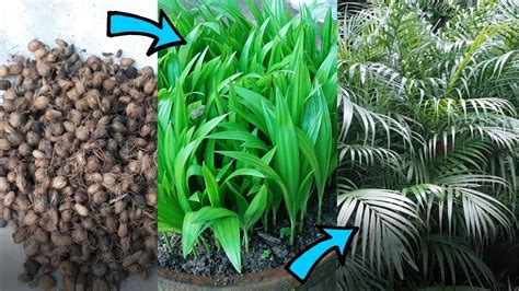 Grow Areca From Seed With Results Hindi Propagation Of Areca Palm