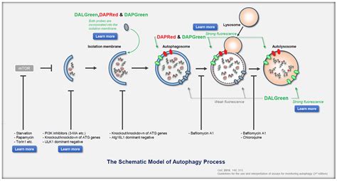 Autophagy Reagent Selection Guide Dojindo Laboratories