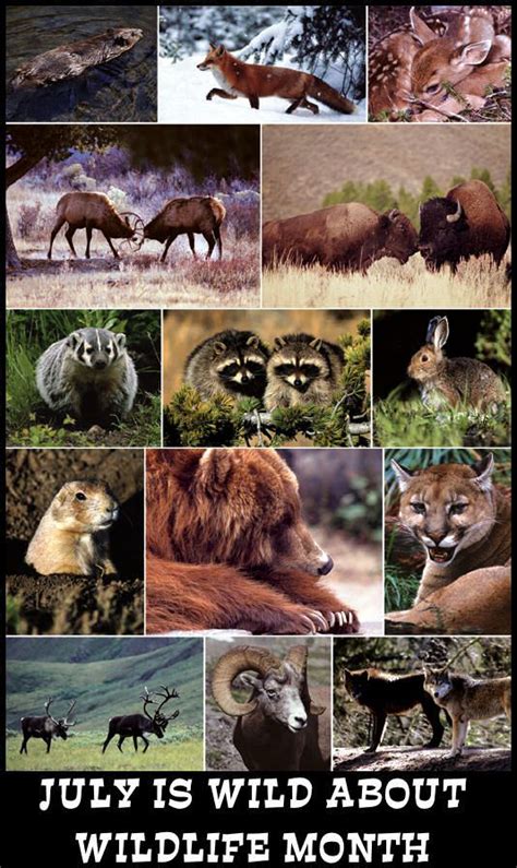 July Is Wild About Wildlife Month