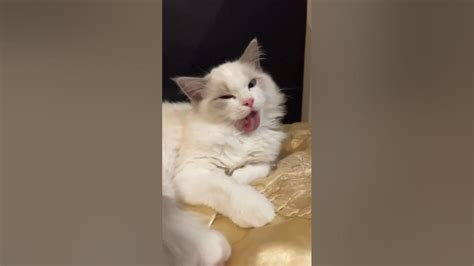 рэгдолл кошка мысық әдемі кот котенок коты котэ слоумо Youtube