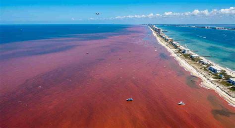 Florida Red Tide Causes Impacts Mitigation Strategies And Future