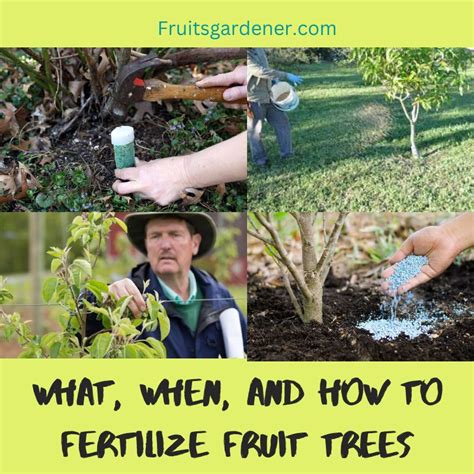 How Often To Fertilize Fruit Trees For X Big Harvest