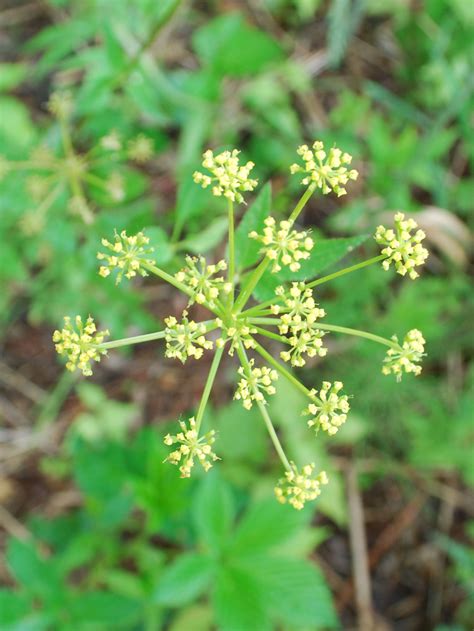 Wild Parsnip Chicago Botanic Garden