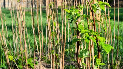 How To Prune Raspberries In Steps