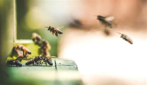 ¿cuánto Sabes Sobre Las Abejas Fundación Aquae