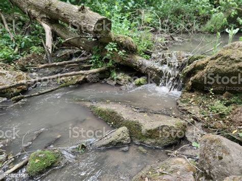 회색 돌 사이에 폭포가있는 숲 스트림 돌에는 노란색과 녹색 이끼와 지의류가 있습니다 쓰러진 나무 노란 꽃이 있는 나무와 식물 주변에 녹색 잎과 풀이 있습니다 사하르나 몰도바