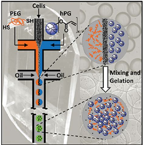 Structured Microgels Through Microfluidic Assembly And Their Biomedical Applications
