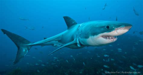 List Of Types Of Sharks In British Waters Owlcation