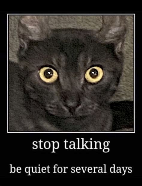 Quiet Cat Memes Still Need Improvements Confession Cat Meme