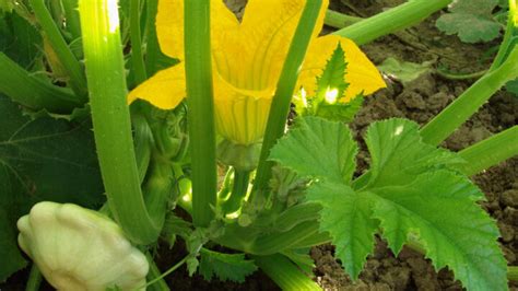Why Are My Squash Plant Stems Splitting