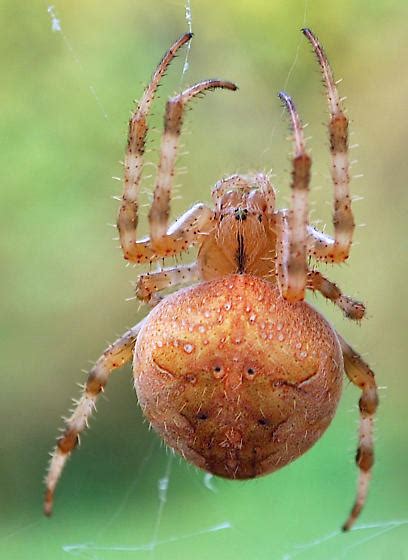 Large Orb Weaver Spider Araneus Diadematus Bugguidenet