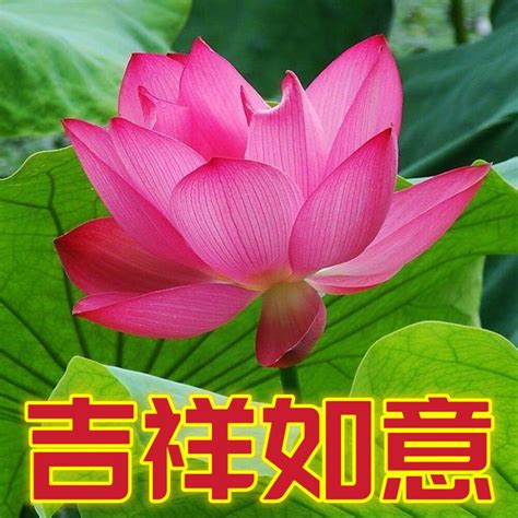 妈妈们最喜欢的头像网络素材侵权联系删 堆糖美图壁纸兴趣社区