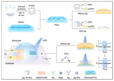 Recent Advances In Hydrogel Promoted Photoelectrochemical Sensors