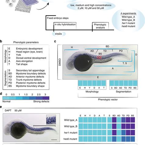 Screening Strategy And Phenotypic Scoring A Schematic Overview Of The