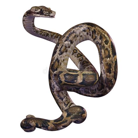 Burmese Python Stock Illustrations 200 Burmese Python Stock