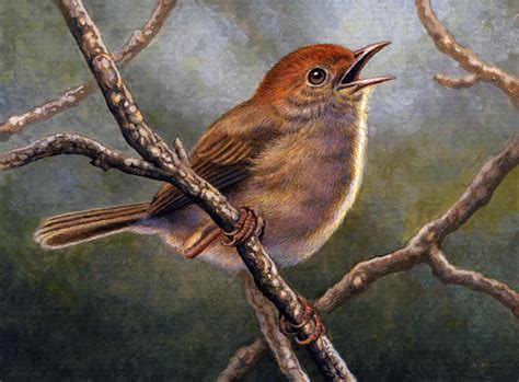 Neddicky By Willemsvdmerwe On Deviantart