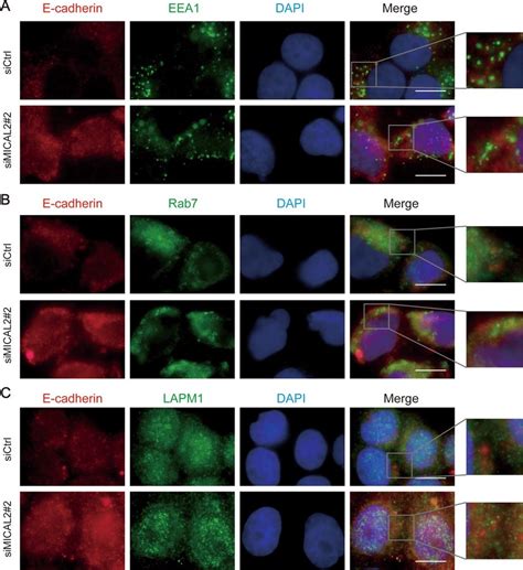 A C The Effect Of Mical2 On E Cadherin Cellular Localization Bgc 823
