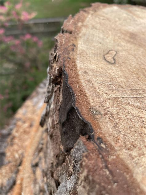 Identifying Fungus On Tree R Tree