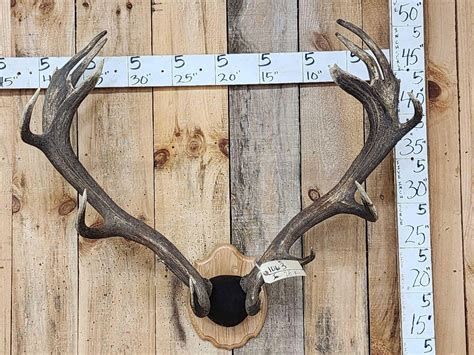 Big Red Stag Antlers On Plaque