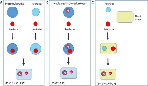 Prokaryotes Eukaryotes Prokaryotic Cells Vs Eukaryotic Cells What Is