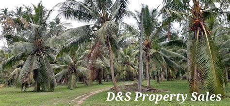 අක්කර 6 5ක පොල් ඉඩමක් Plants And Seedlings Divulapitiya Sri Lanka Facebook Marketplace