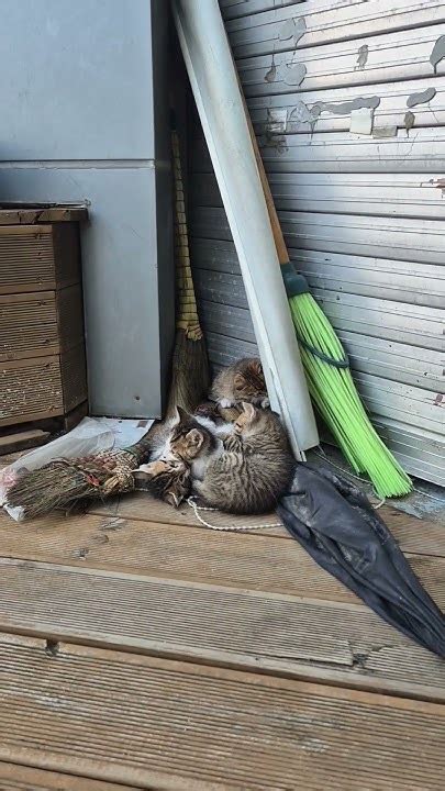 집 밖에서 서로 장난치며 놀고있는 새끼 고양이들 Youtube