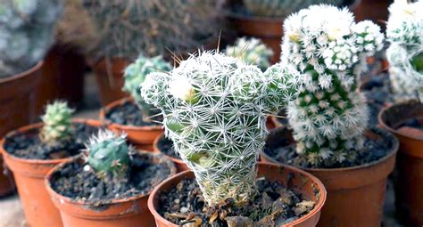 Які кімнатні рослини краще прибрати з дому