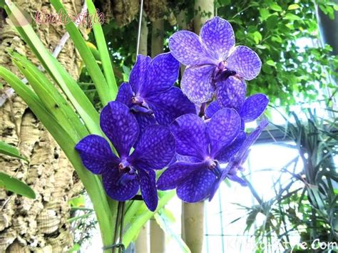 バンダの魅力華麗なる存在感と身軽の花言葉 花言葉と小話 花の育て方 kirako style
