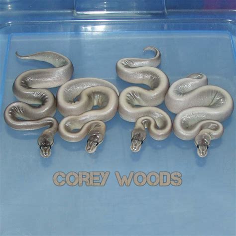 Red Axanthic Genetic Stripe Ball Python