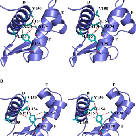 Stereo Image Of The Crp Mt A 3d0s And Crp Mt B 3h3u Dna Binding