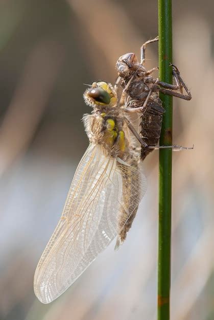 Premium Photo Birth Of A Dragonfly Dragonfly Metamorphosis