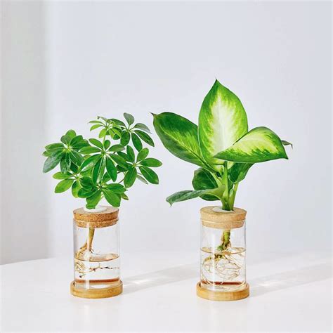 玻璃瓶无土纯水培植物室内好养袖珍椰子发财树吉利红绿植水养植物 虎窝淘