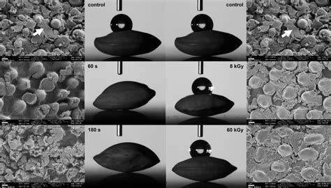 Scanning Electron Micrographs Of The Surface Topology Of Cap Treated Download Scientific